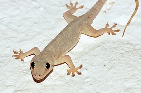 නිවසට කරදරයක් වූ හූනන් පළවා හරින ස්භාවික ක්‍රම - SmartLady