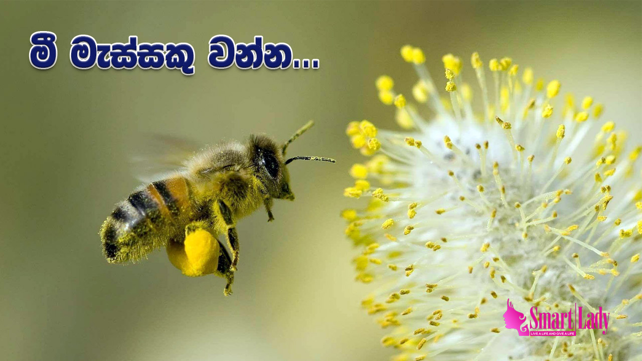 මී මැස්සකු වන්න… - SmartLady